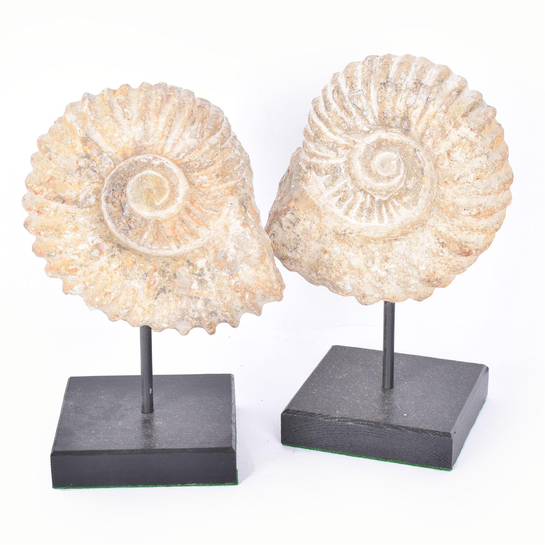 Pair of ammonite fossils | Fossils, Minerals & Natural Sciences | 106423