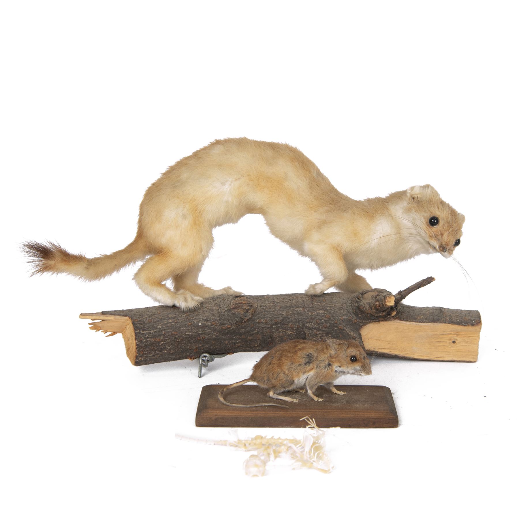 Taxidermy; Eurasian Stoat (Mustela erminea) full adult mount on open ...