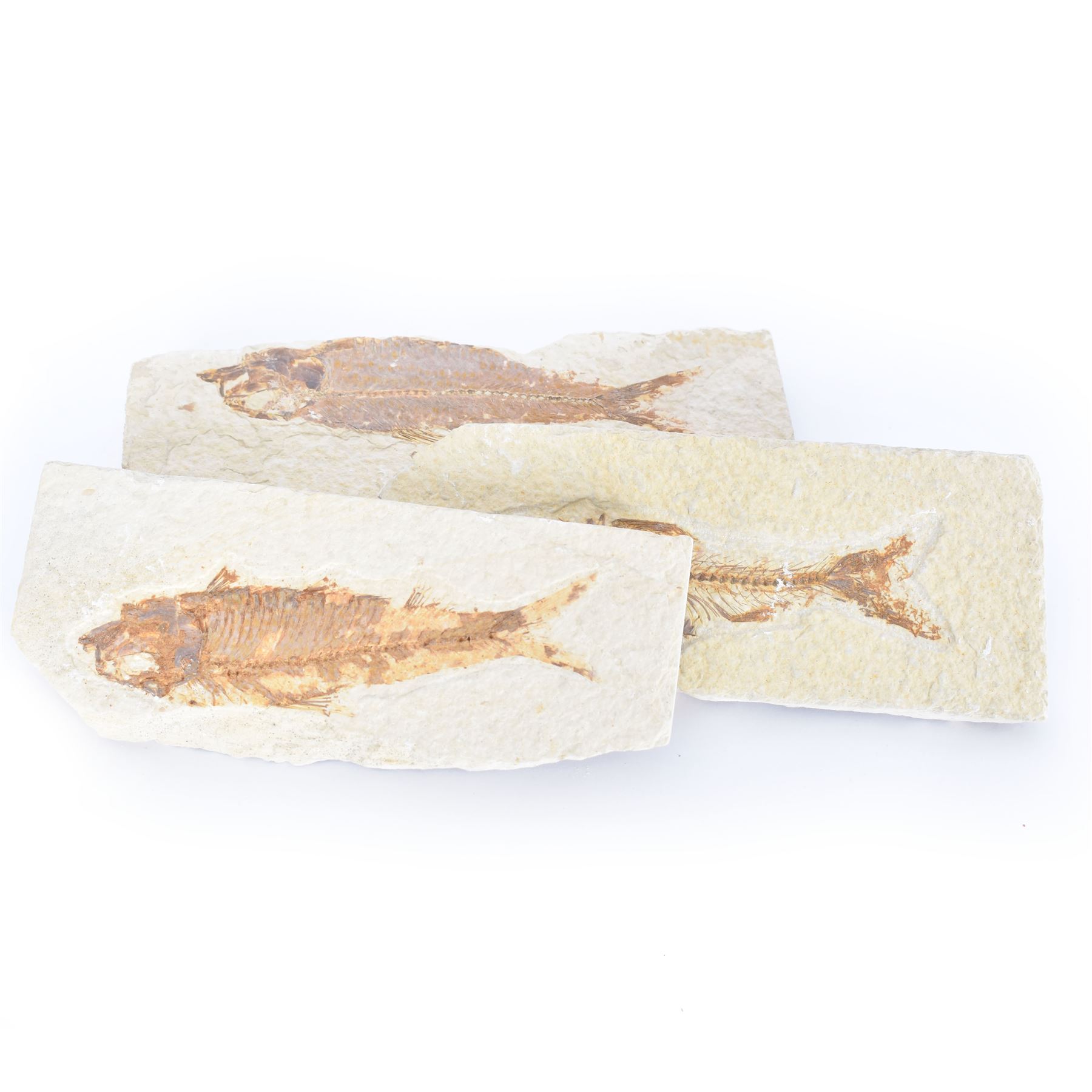 Three fossilised fish (Knightia alta) each in an individual matrix ...