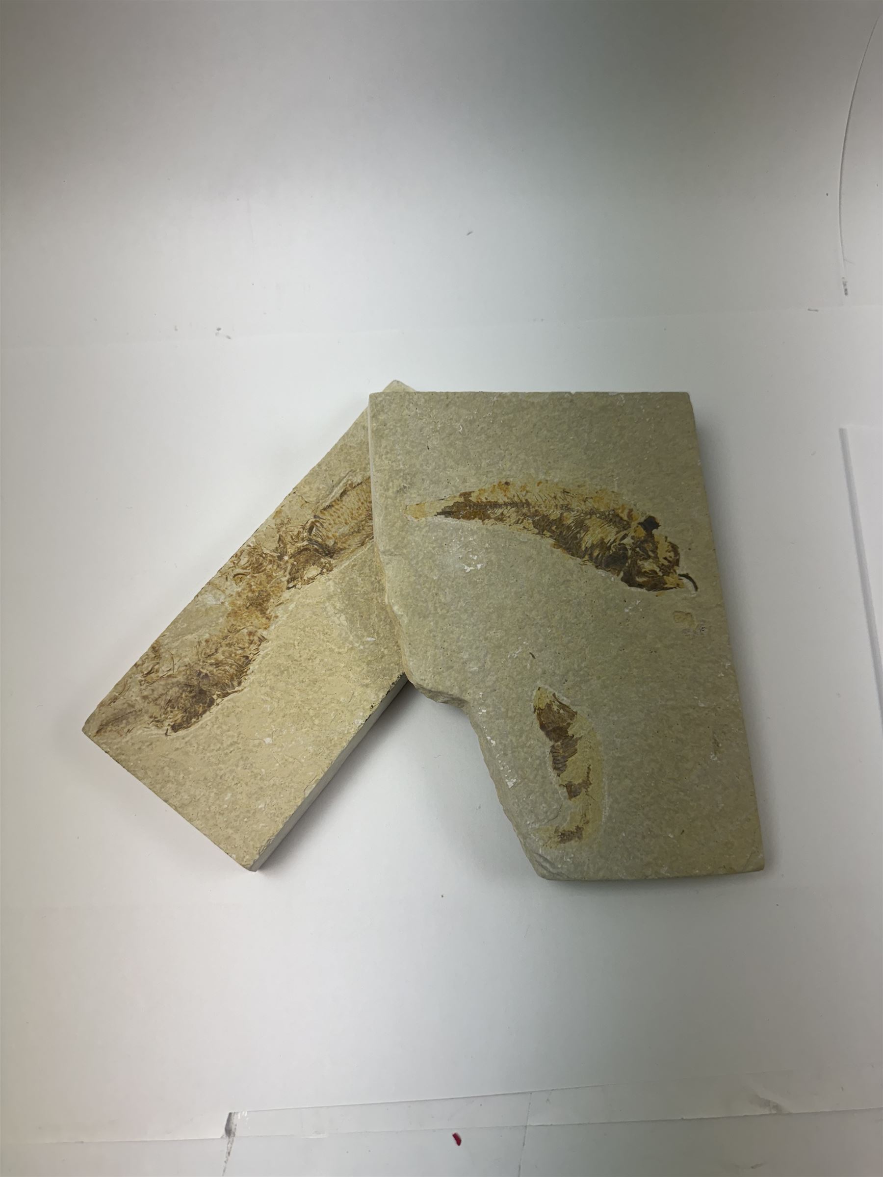 Four fossilised fish (Knightia alta) in two matrix | Fossils, Minerals ...