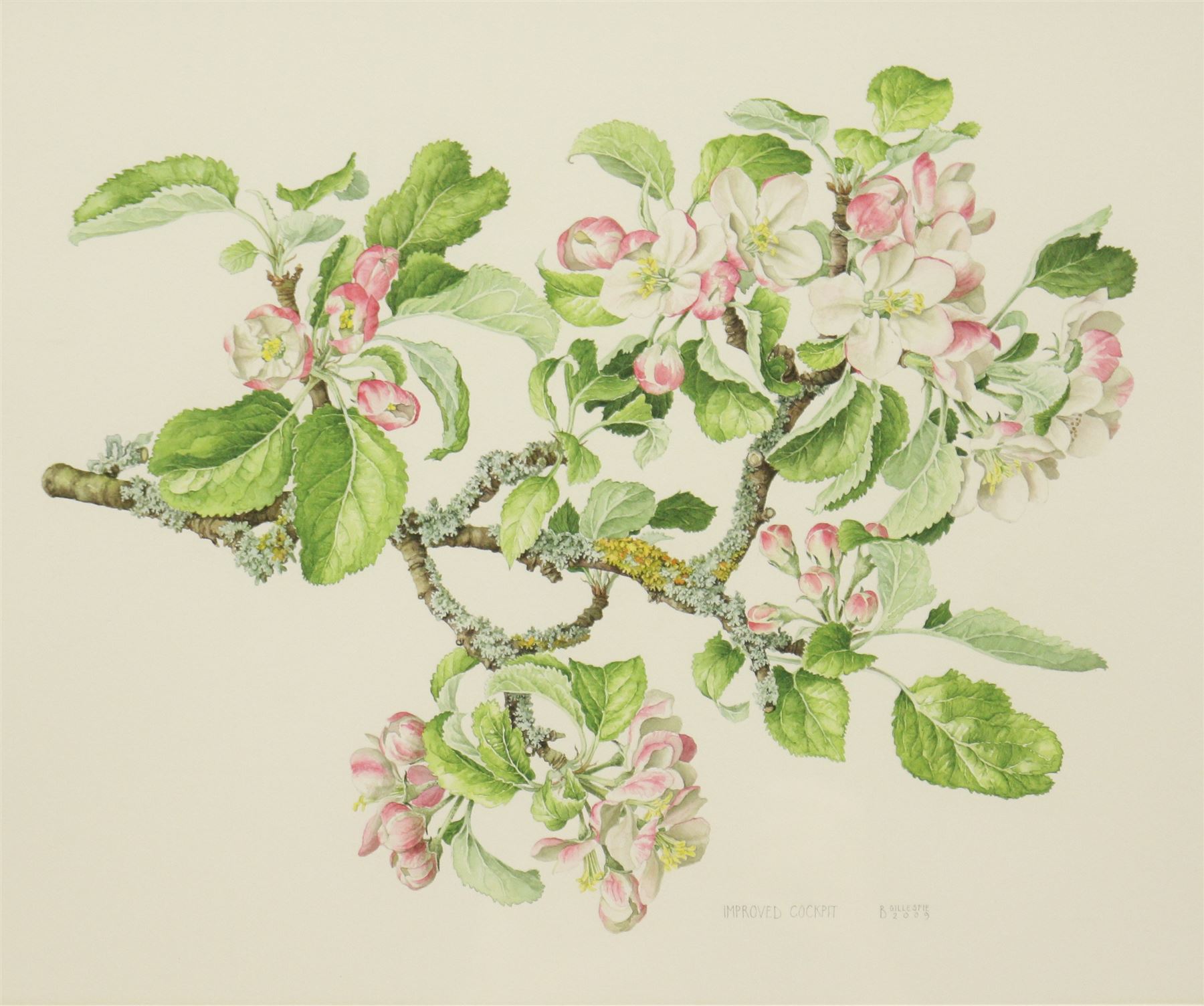 Bridget Gillespie (British 1962-): Apple Blossom - 'Improved Cockpit ...