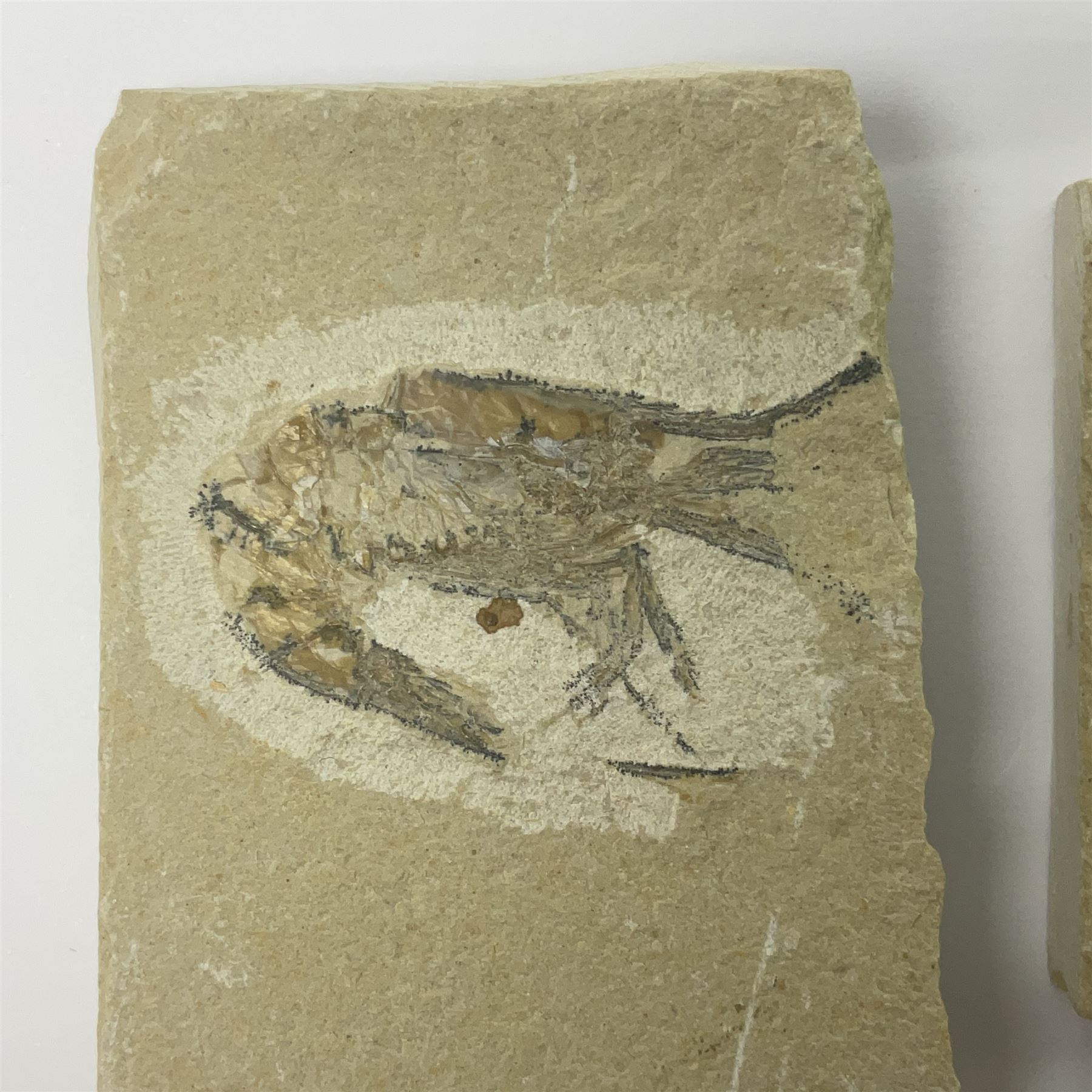 Four fossilised shrimp (Aeger tipularius) each in an individual matrix ...