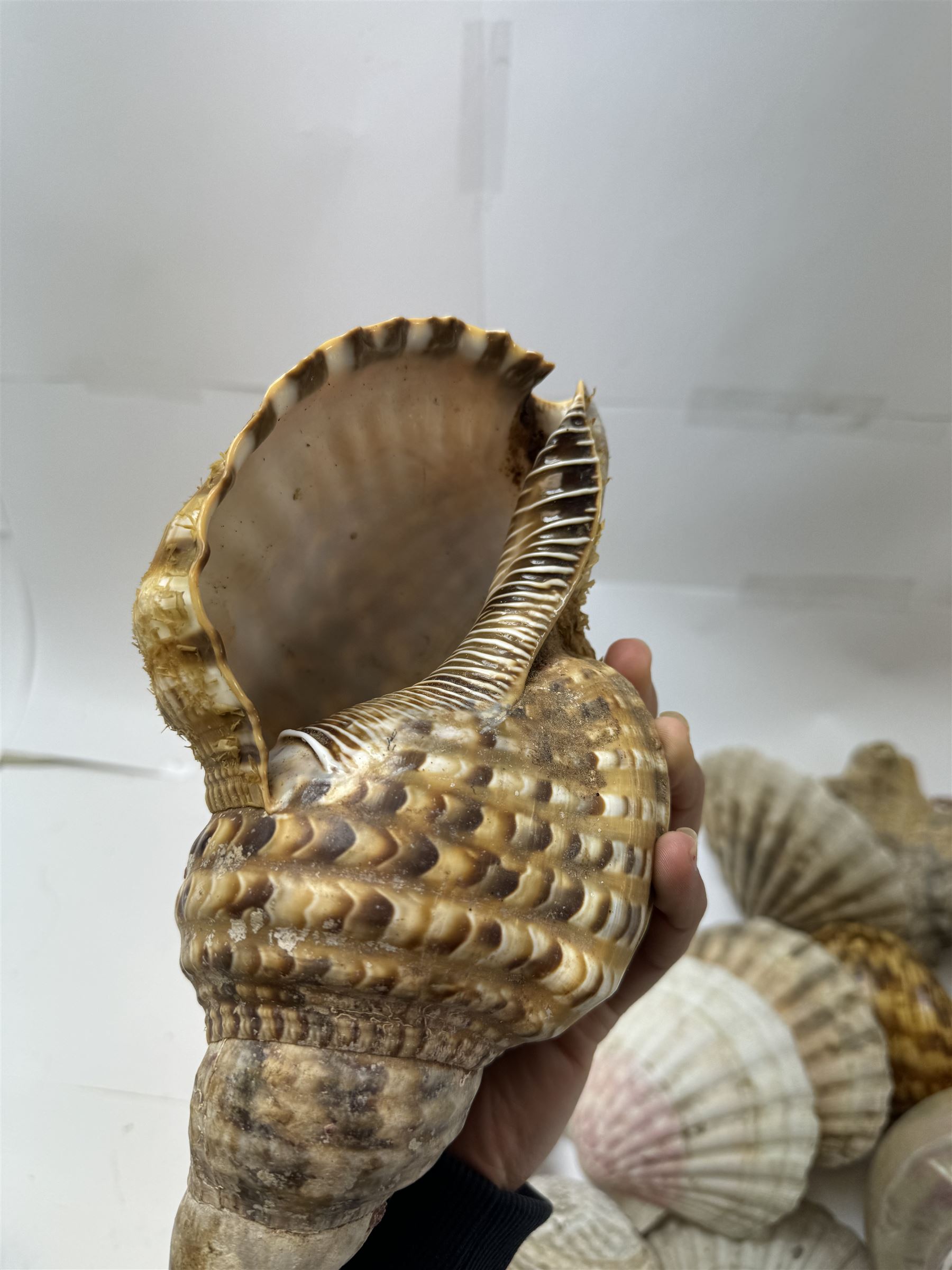 Conchology: selection of shells | Fossils, Minerals & Natural Sciences ...
