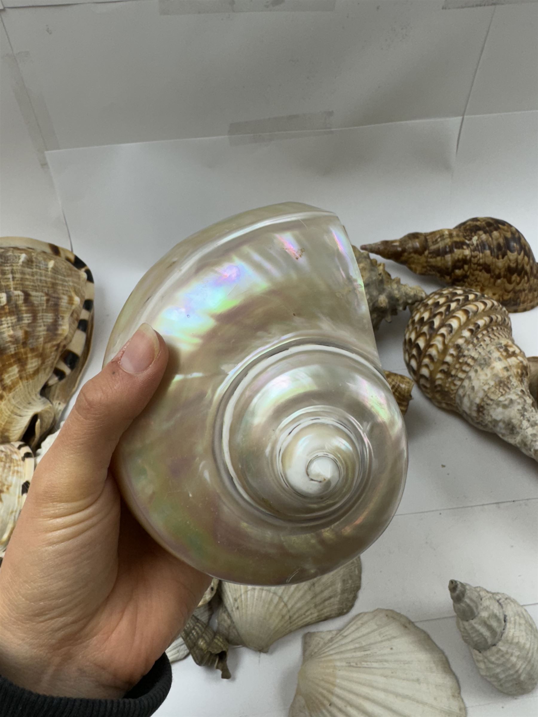 Conchology: selection of shells | Fossils, Minerals & Natural Sciences ...