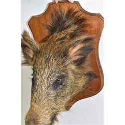 Taxidermy: Pair of European Wild Boar (Sus scrofa), adult male and ...