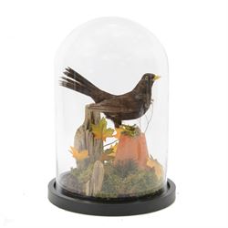 Taxidermy; Blackbird (Turdus merula) full adult mount p - 03/04/2025
