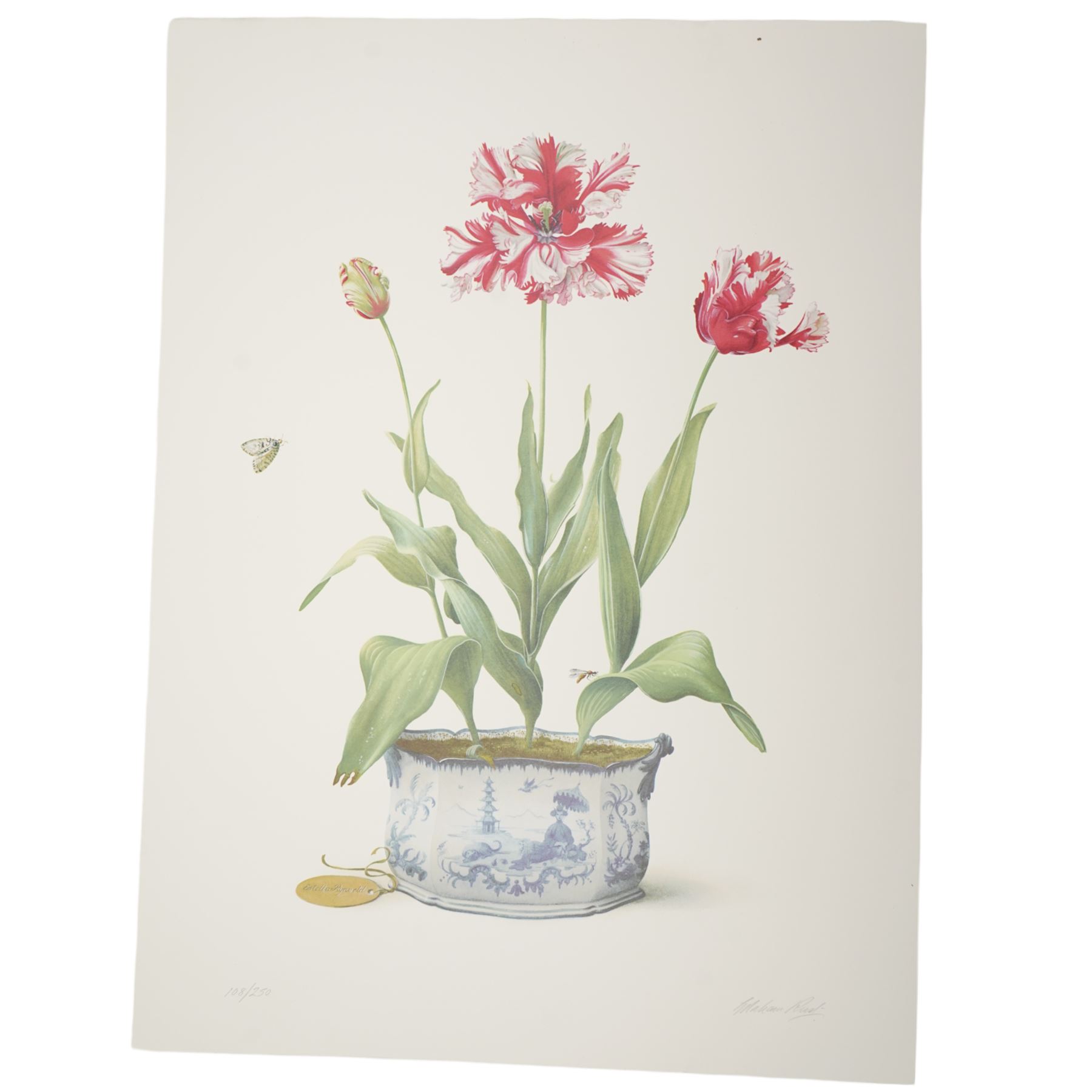 Graham Rust (British 1942-): Still Life of Red and Black Parrot Tulips ...