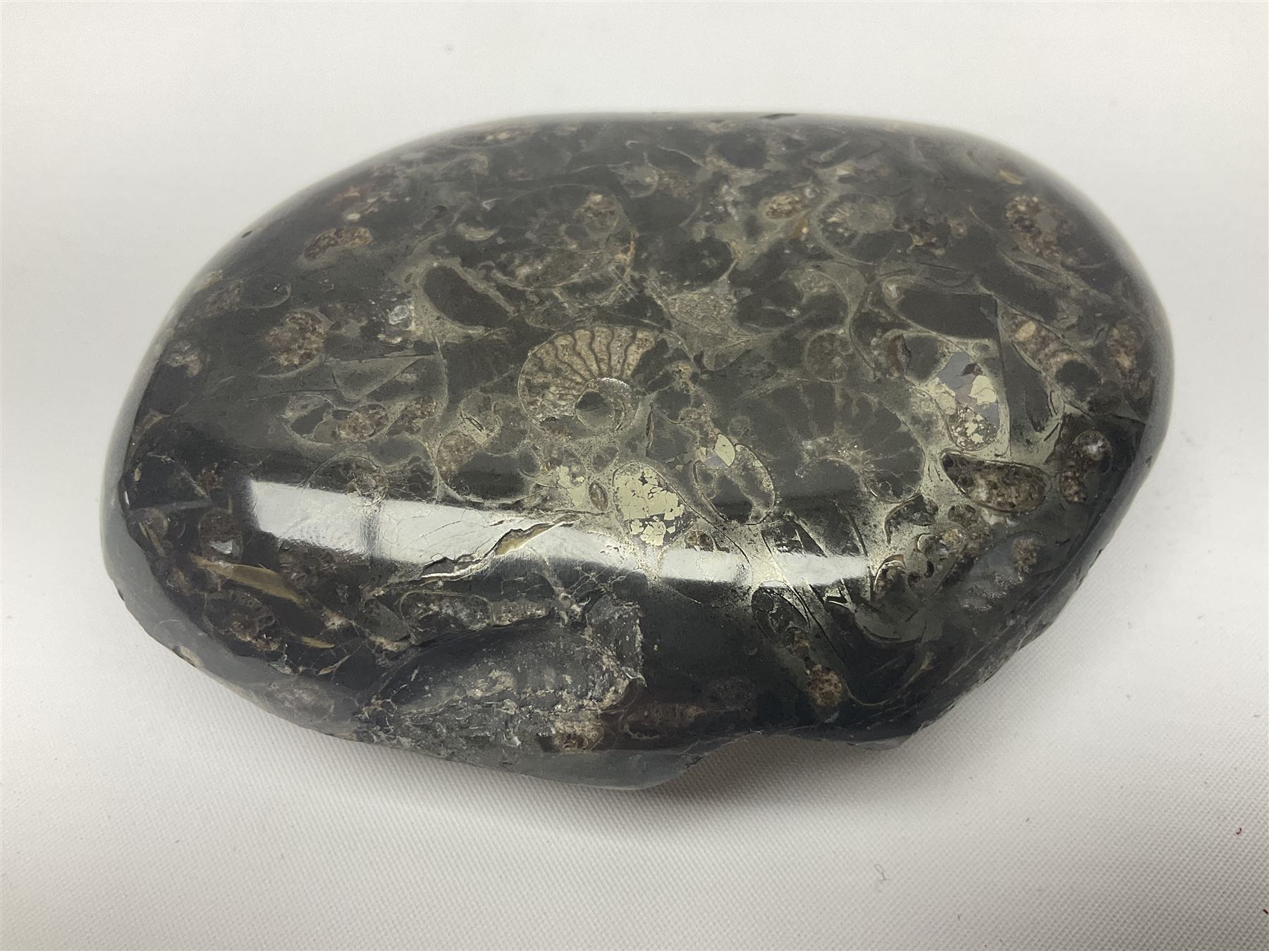 Stone paperweight with ammonite inclusions L10cm | Fossils, Minerals ...