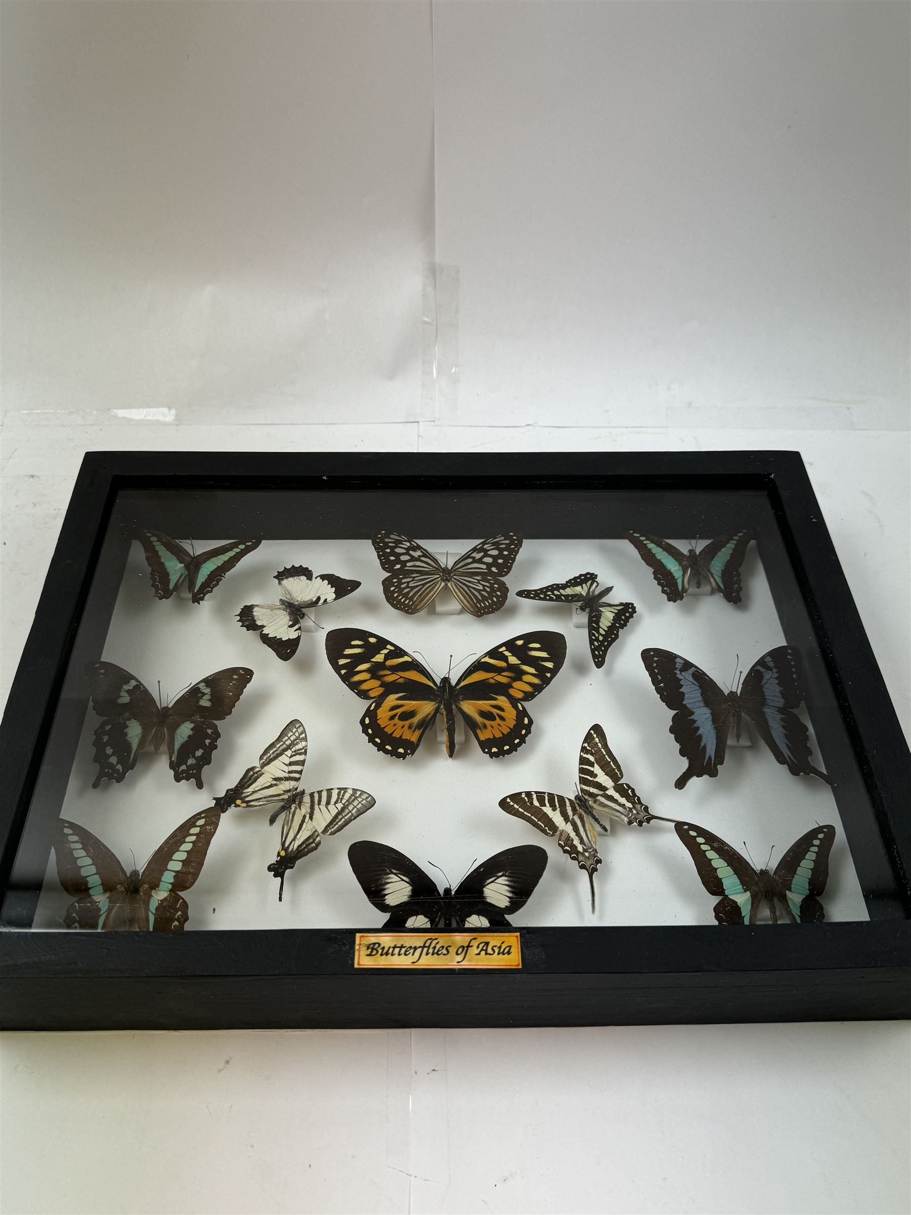 Entomology: Single glazed display of butterflies of Asia, circa 20th ...