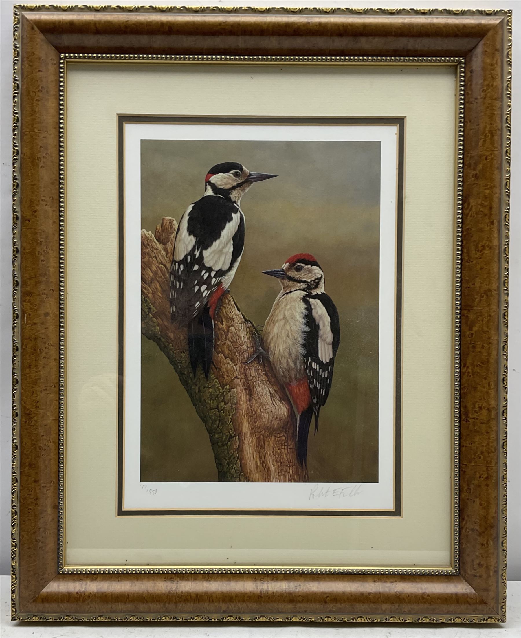 Robert E Fuller (British 1972-): Male and Female Great Spotted ...