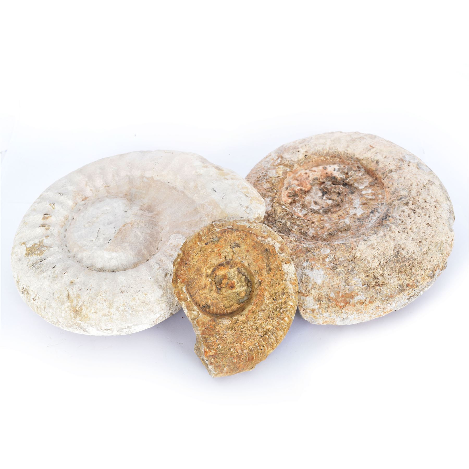 Three ammonite fossils of various sizes | Fossils, Minerals & Natural ...