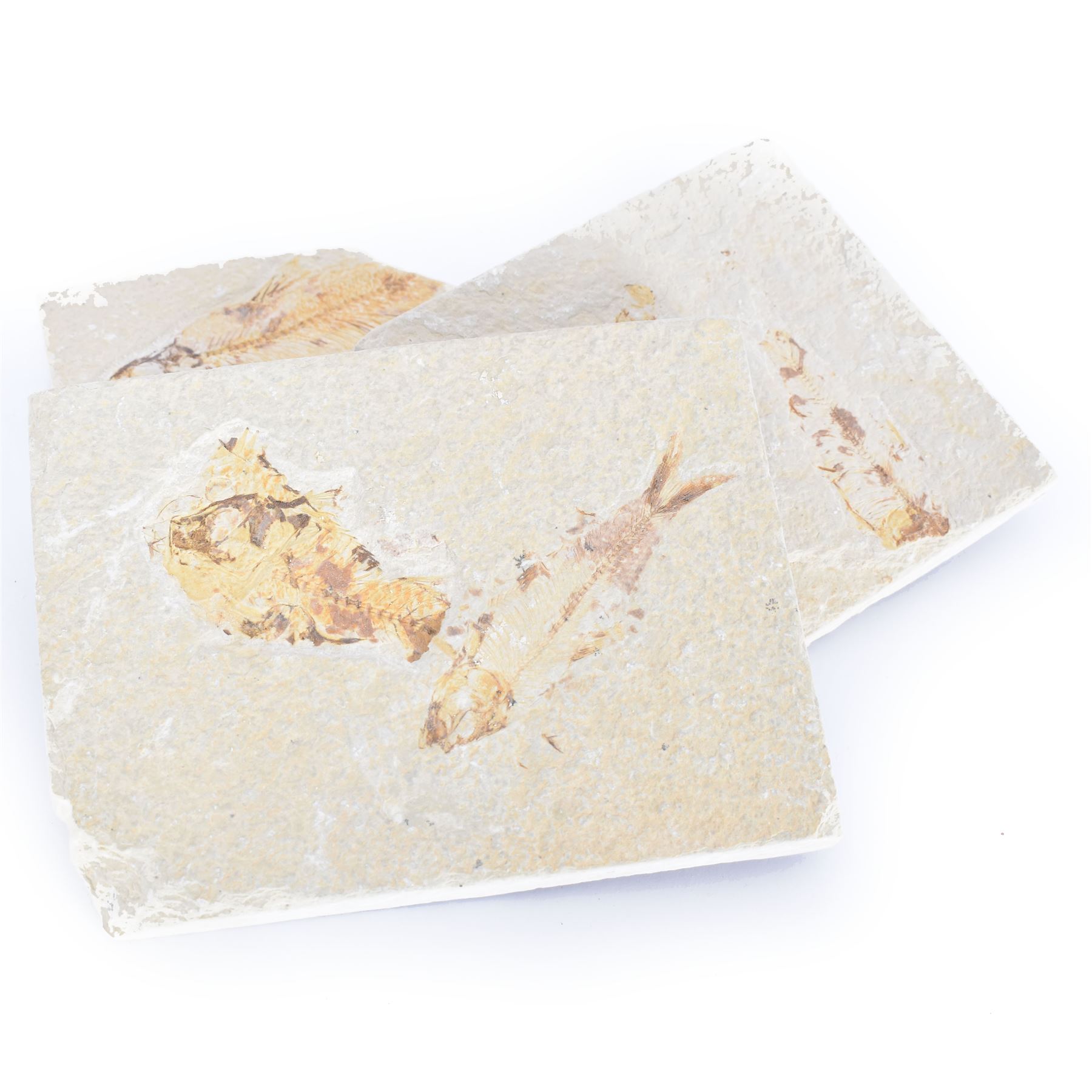 Five fossilised fish (Knightia alta) in three matrix | Fossils ...