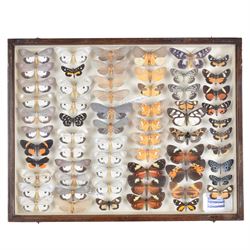 Entomology: Single glazed display of moths | Taxidermy & Entomology ...