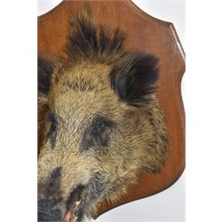 Taxidermy: European Wild Boar (Sus scrofa), adult male neck mount ...